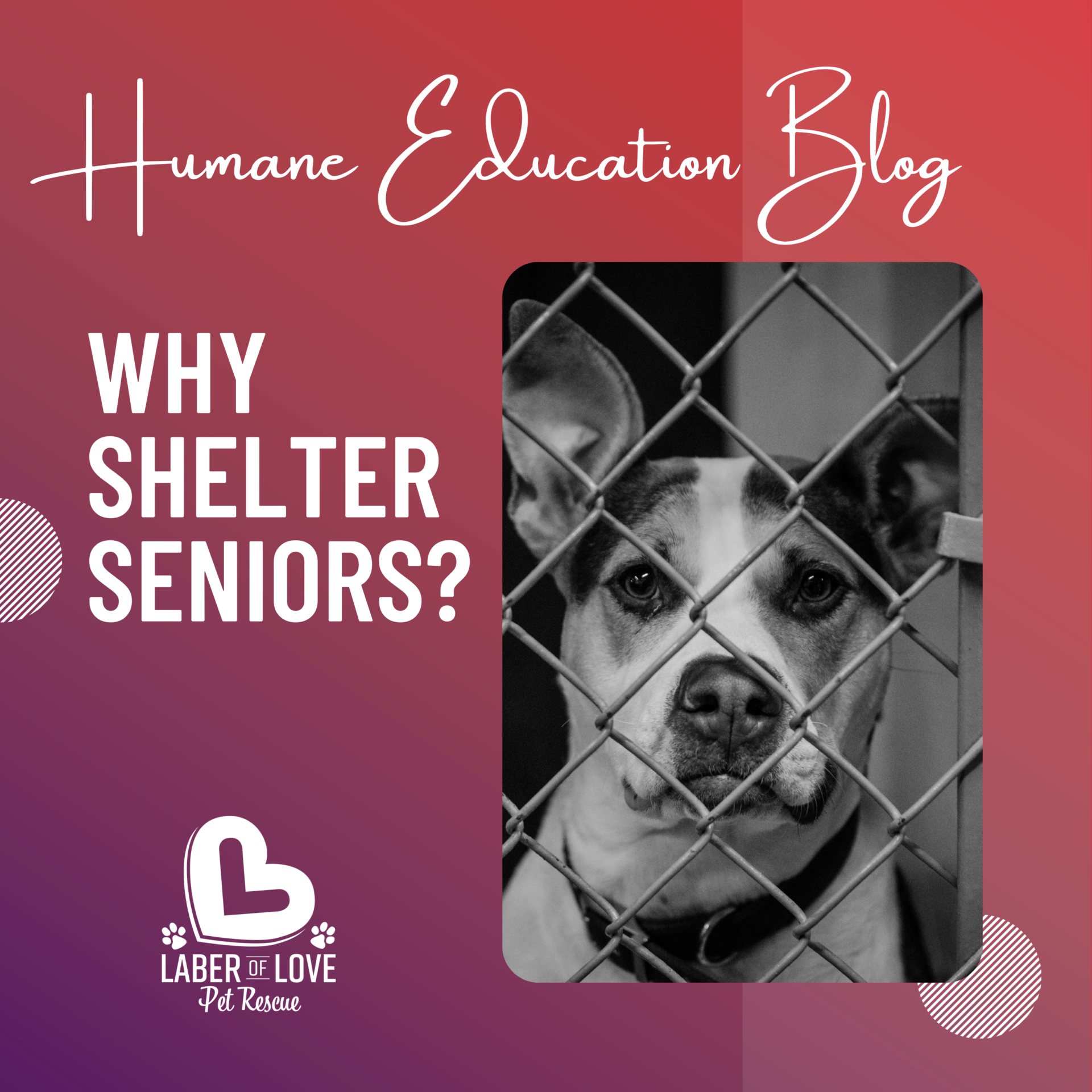 Blog – Laber of Love