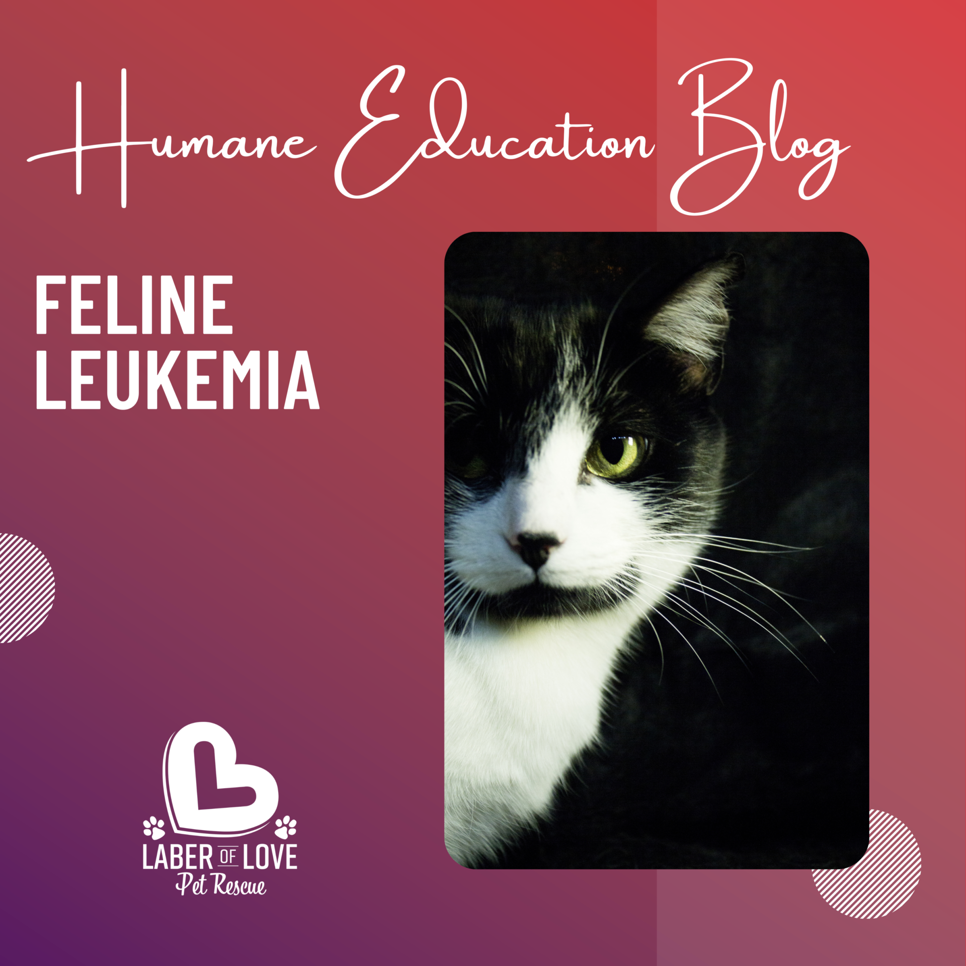 Blog – Laber of Love