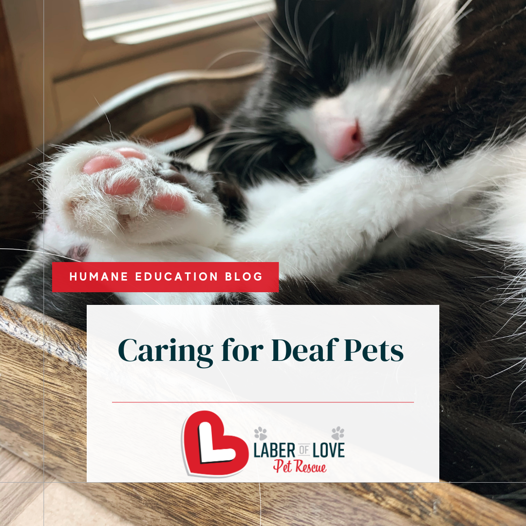 Caring For Deaf Pets – Laber of Love
